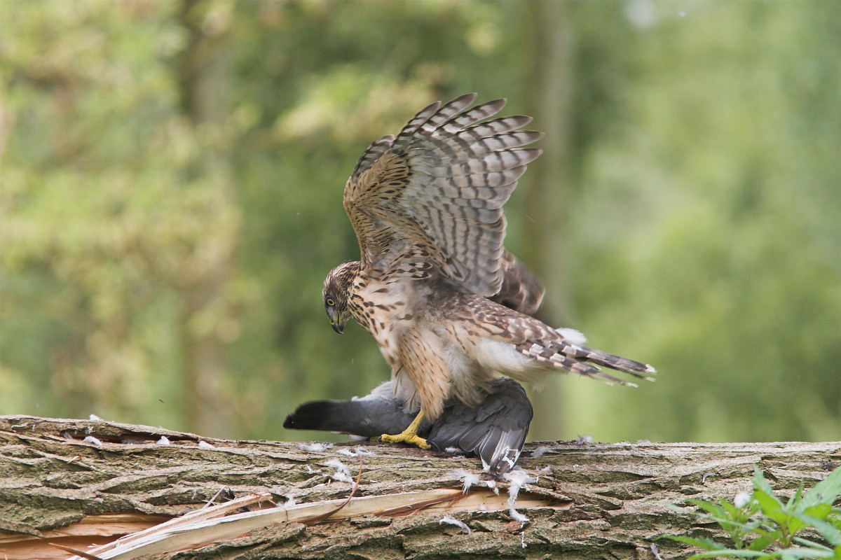 Accipiter gentilis, Northern Goshawk