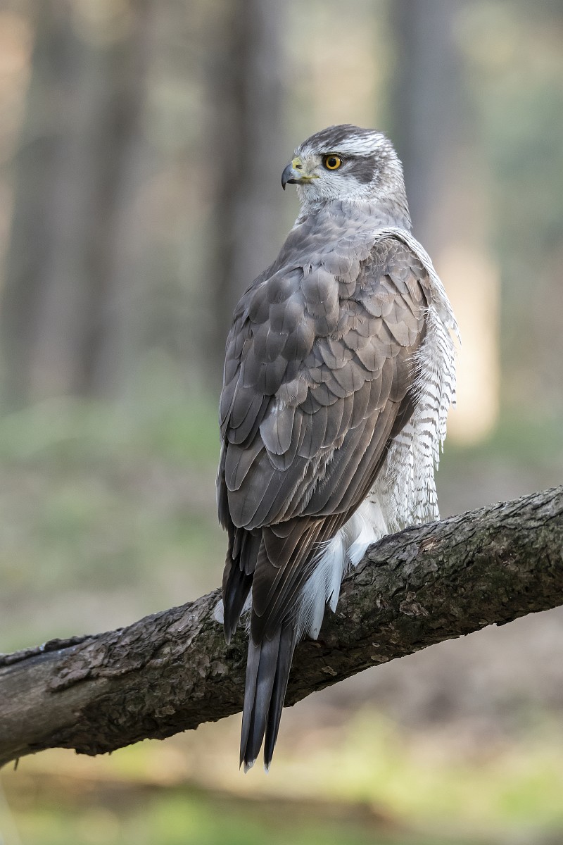 Accipiter gentilis, Northern Goshawk