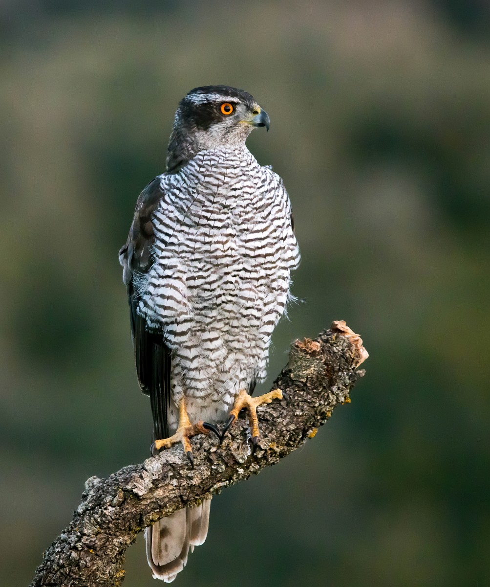Accipiter gentilis, Northern Goshawk