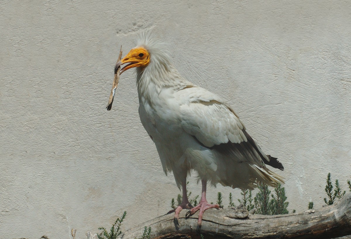 Neophron percnopterus, Egyptian Vulture