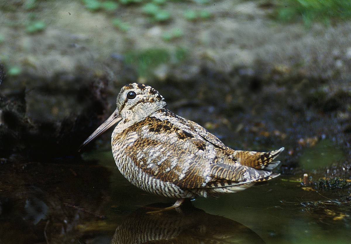Scolopax rusticola, Woodcock