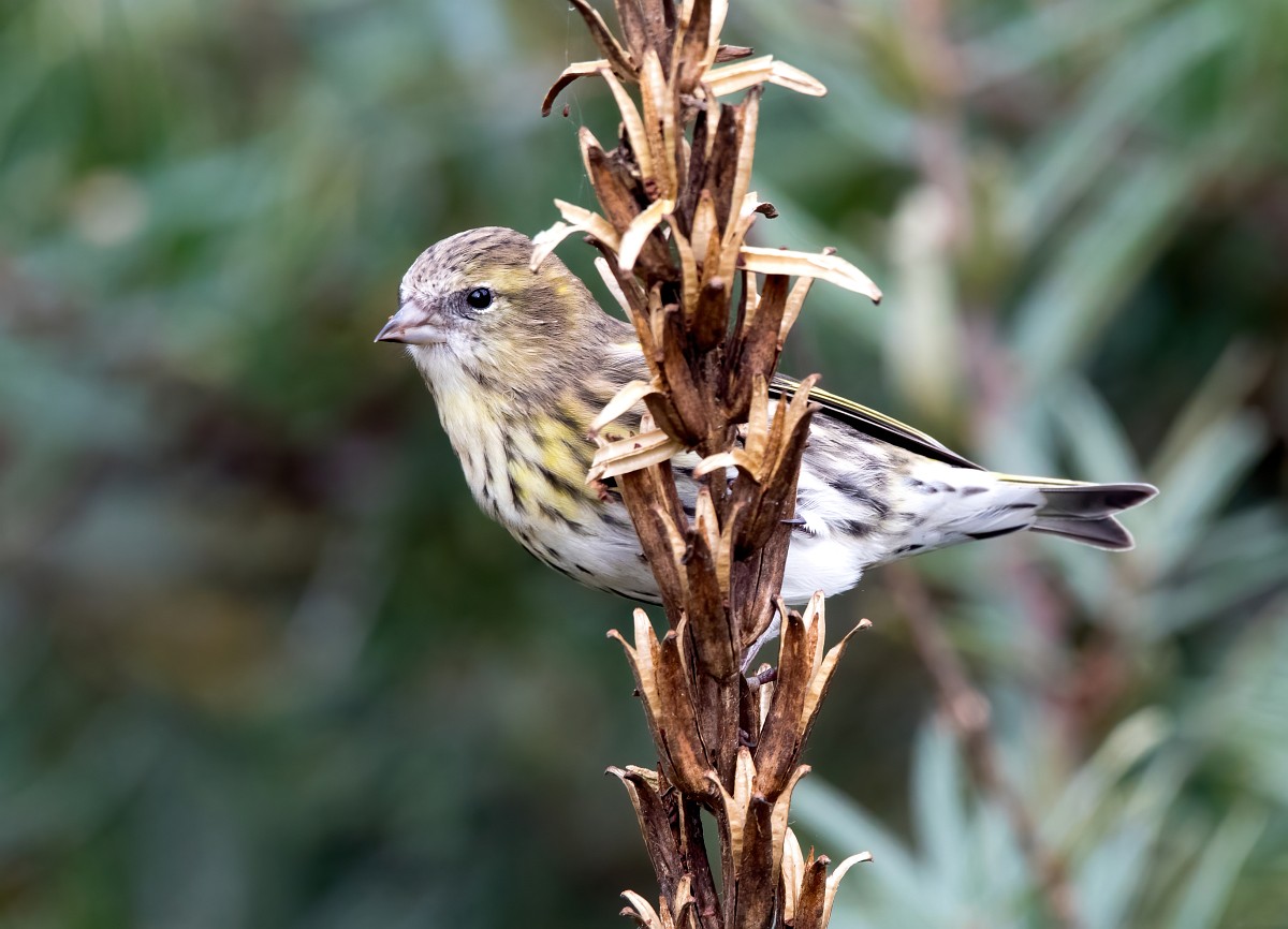Spinus spinus, Siskin