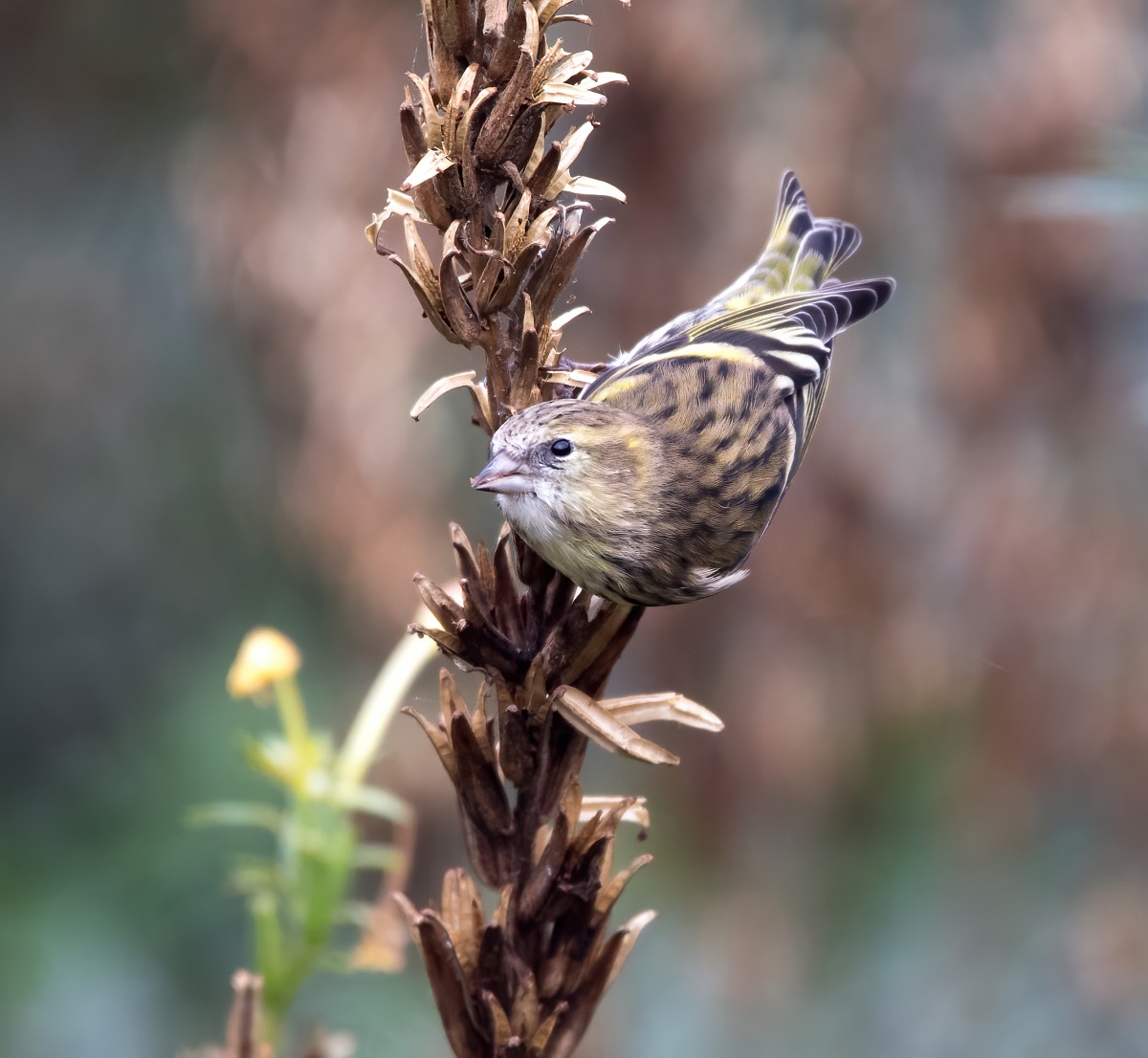 Spinus spinus, Siskin
