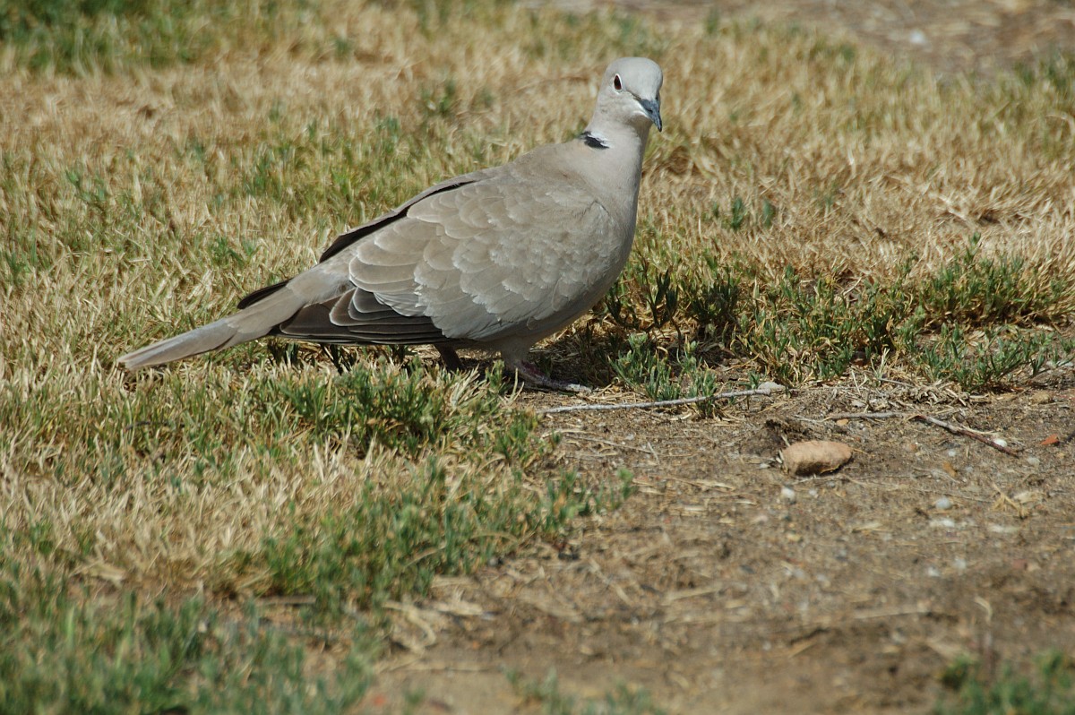Streptopelia decaocto, Collared Dove