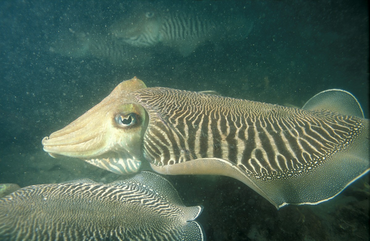 Sepia officinalis, Common Cuttlefish
