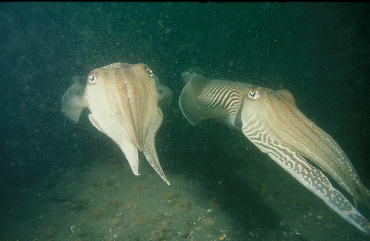 Sepia officinalis, Common Cuttlefish