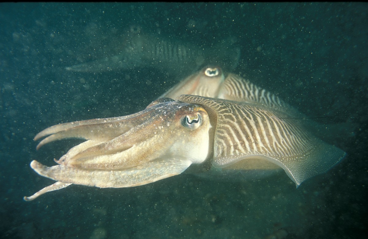 Sepia officinalis, Common Cuttlefish
