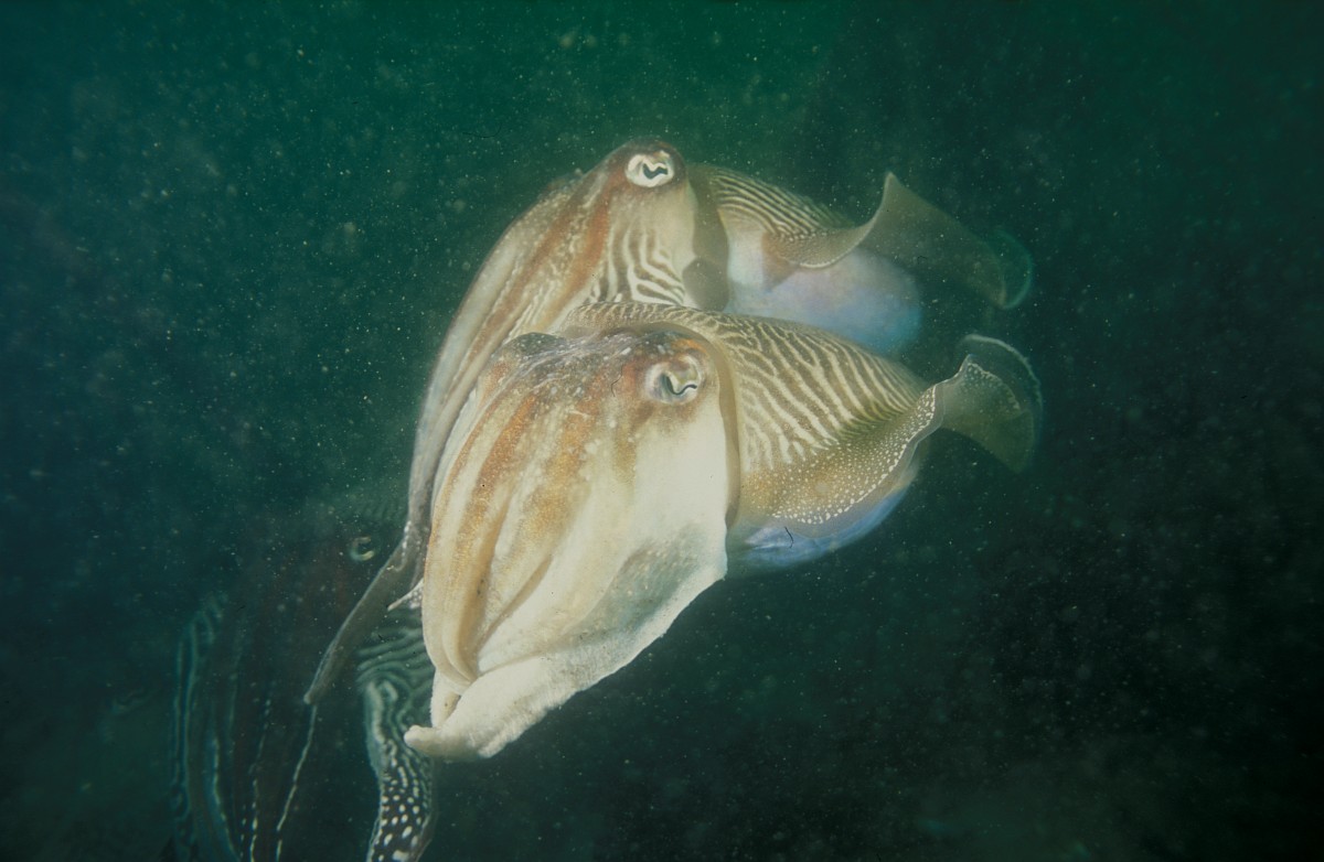 Sepia officinalis, Common Cuttlefish