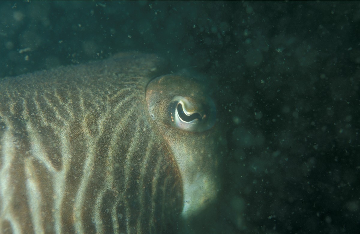 Sepia officinalis, Common Cuttlefish
