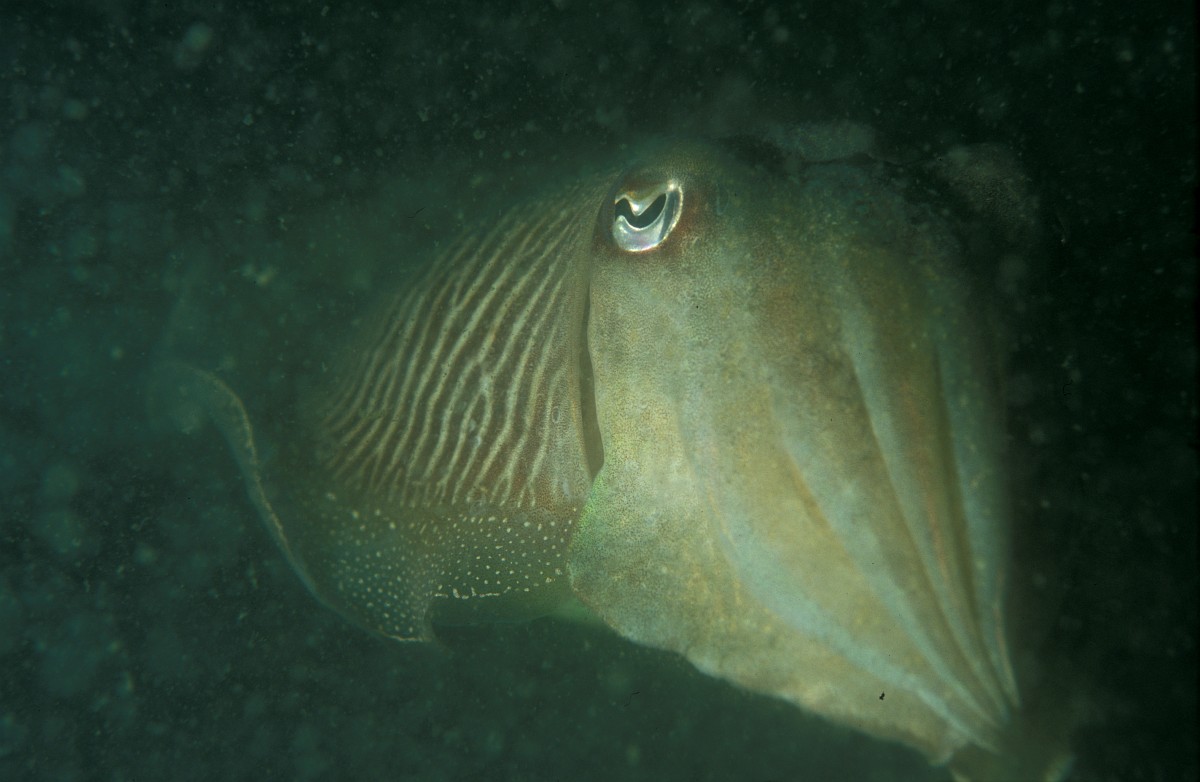 Sepia officinalis, Common Cuttlefish
