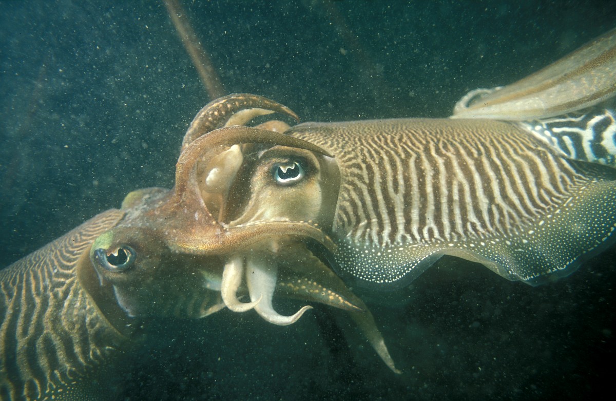 Sepia officinalis, Common Cuttlefish