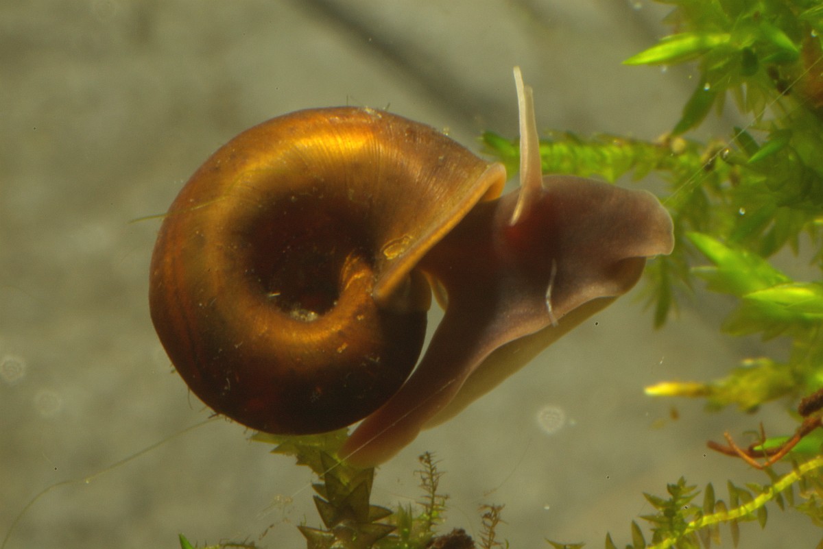 Planorbarius corneus, Great Ramshorn Snail