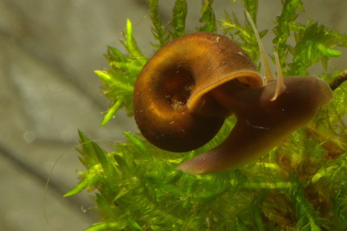 Planorbarius corneus, Great Ramshorn Snail