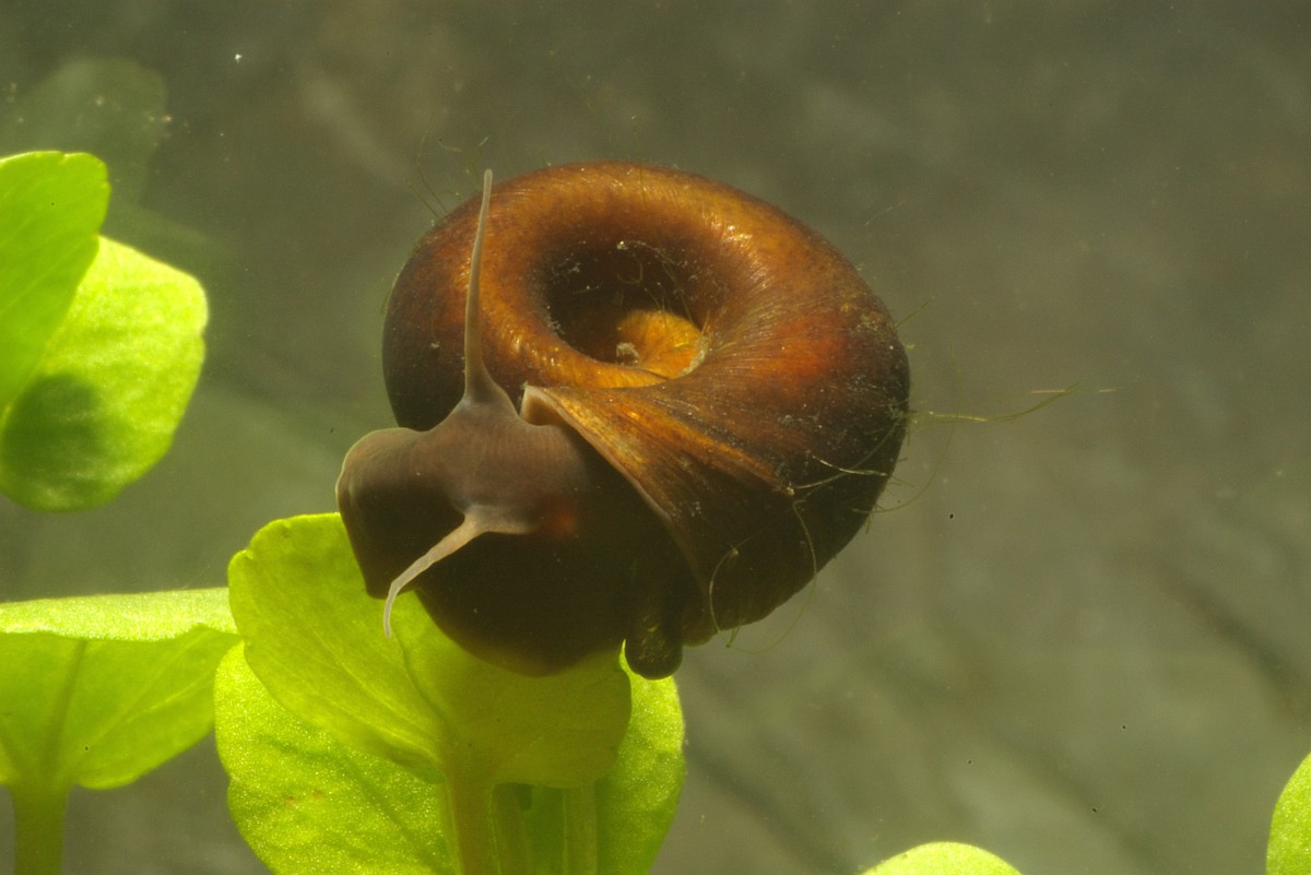 Planorbarius corneus, Great Ramshorn Snail
