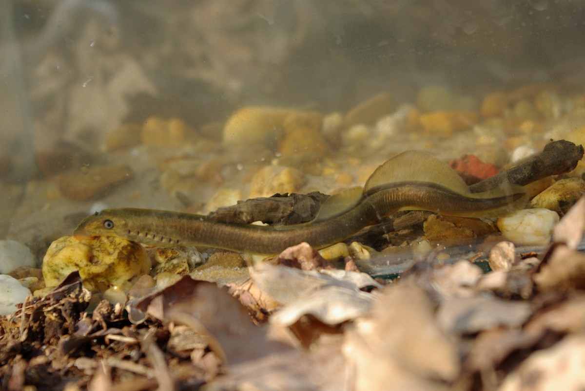 Lampetra planeri, Brook lamprey