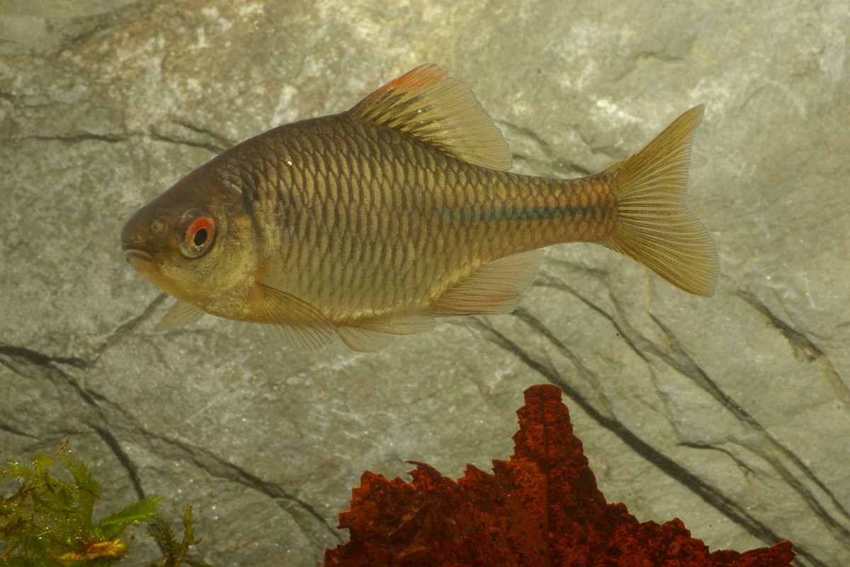 Rhodeus sericeus, Bitterling