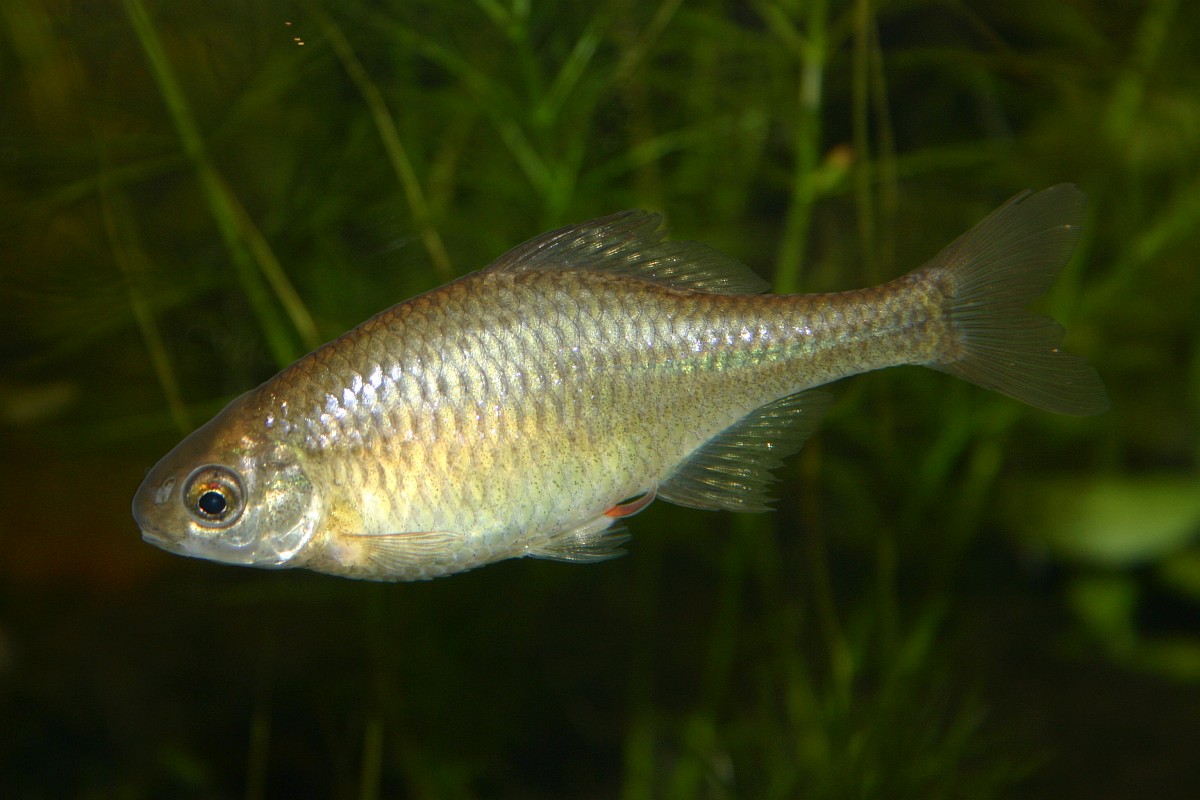 Rhodeus sericeus, Bitterling