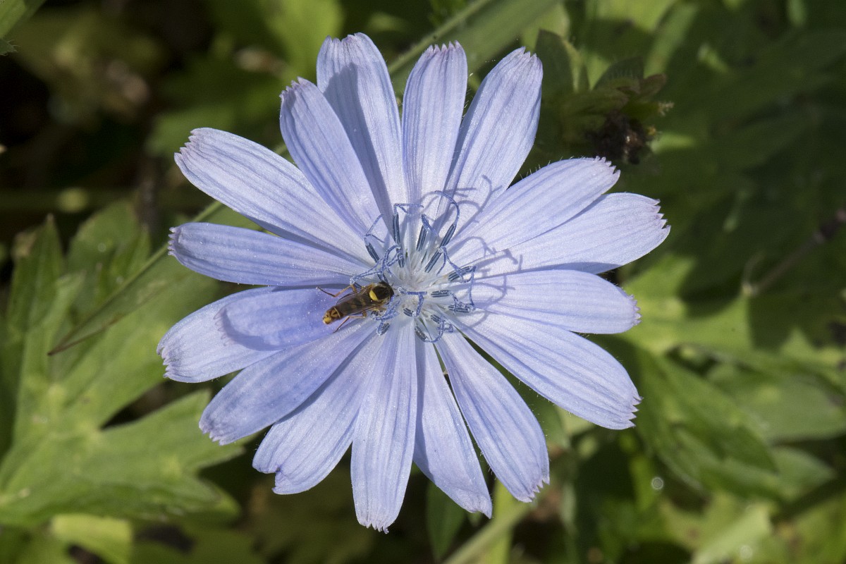 Cichorium intybus, Chicory