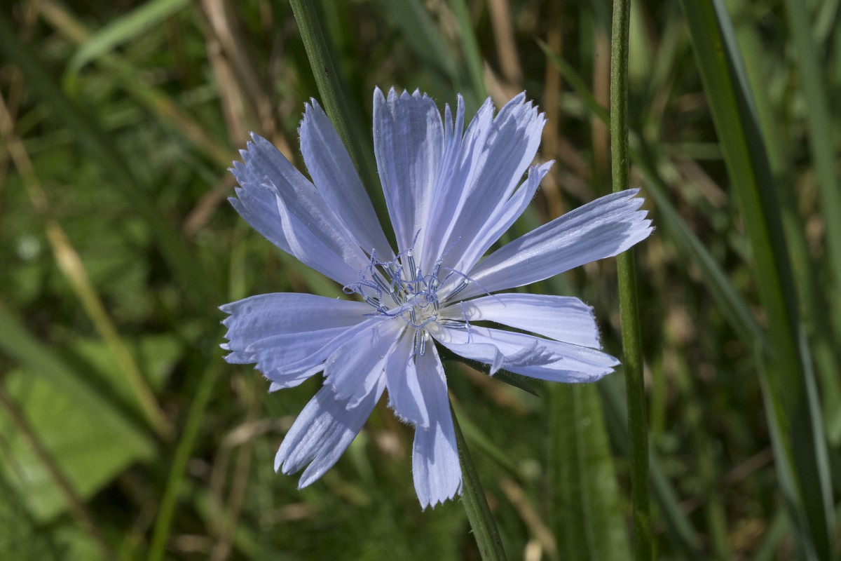 Cichorium intybus, Chicory