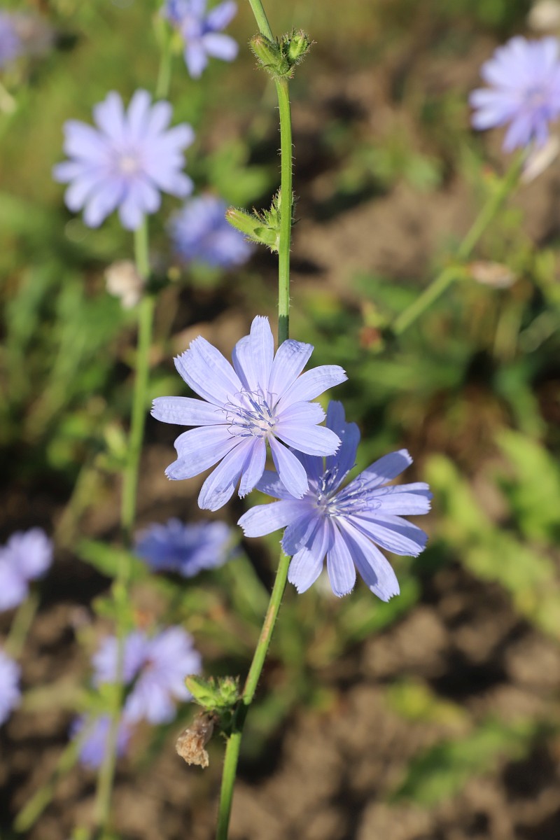 Cichorium intybus, Chicory
