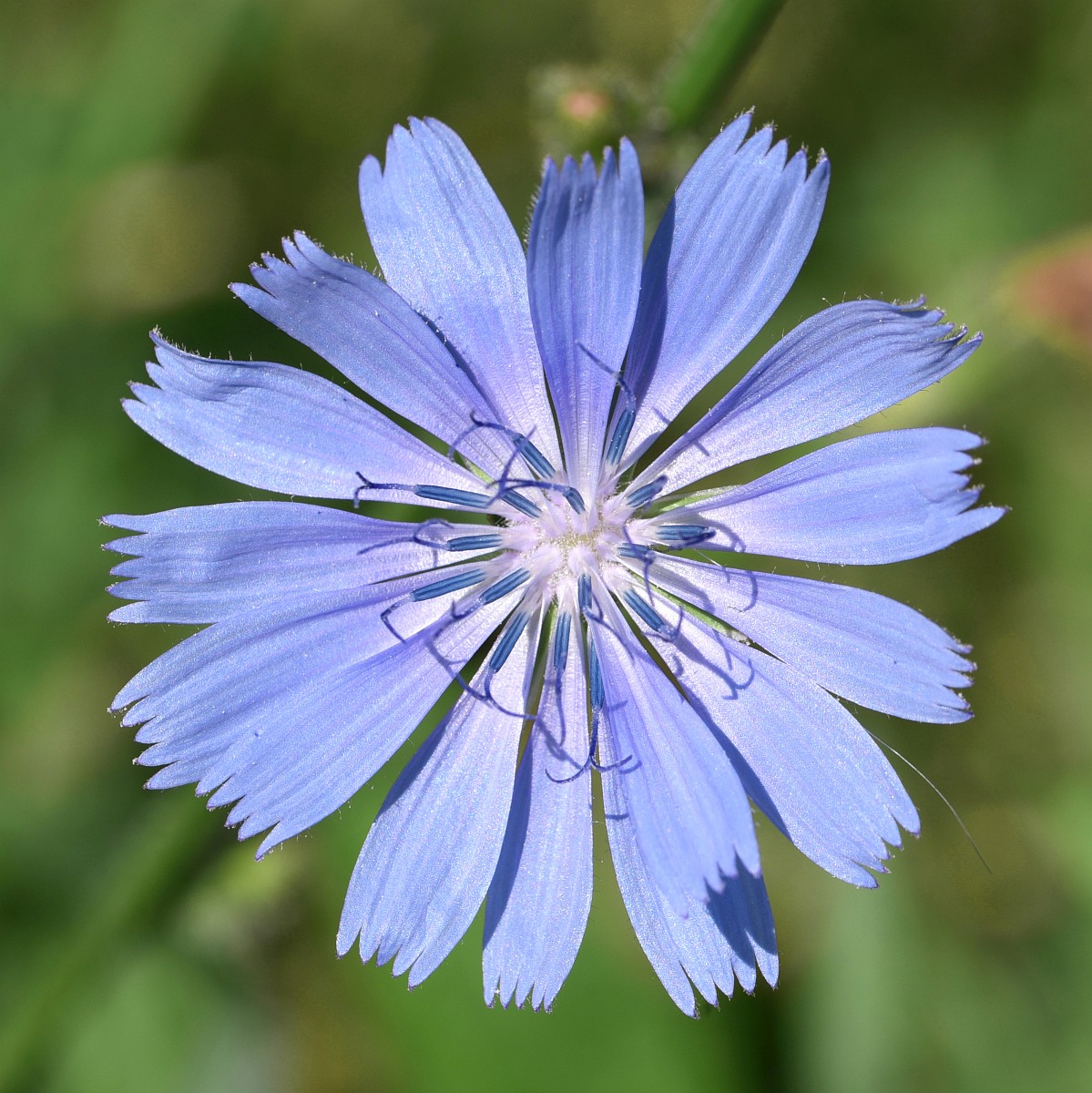 Cichorium intybus, Chicory