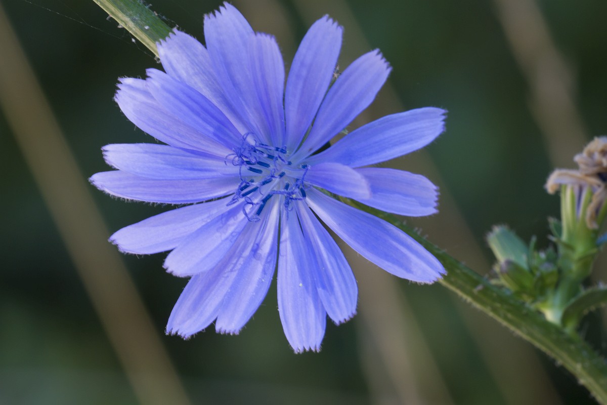 Cichorium intybus, Chicory