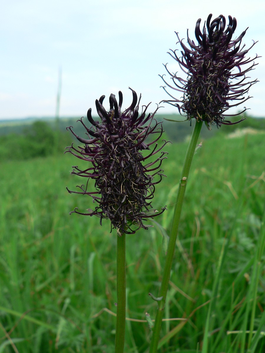 Phyteuma nigrum, Black Rampion