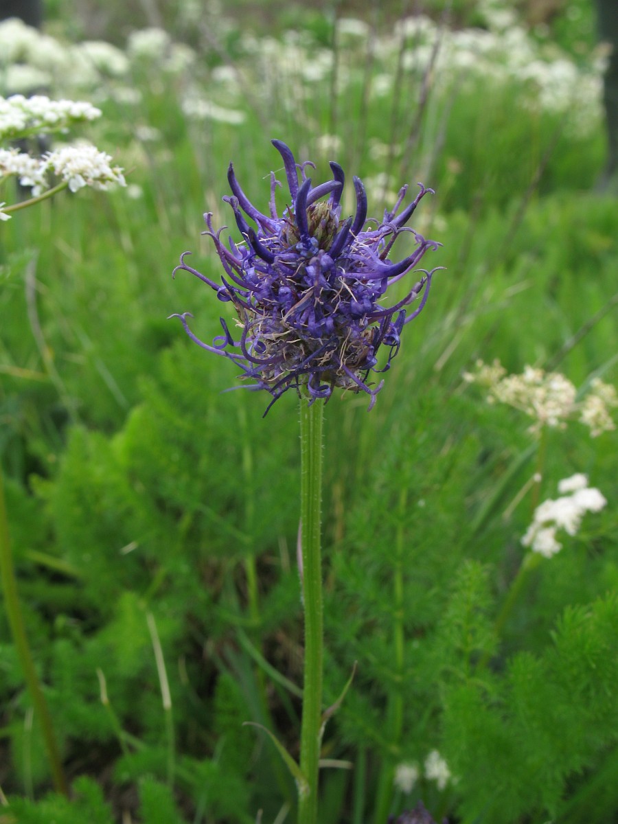 Phyteuma nigrum, Black Rampion