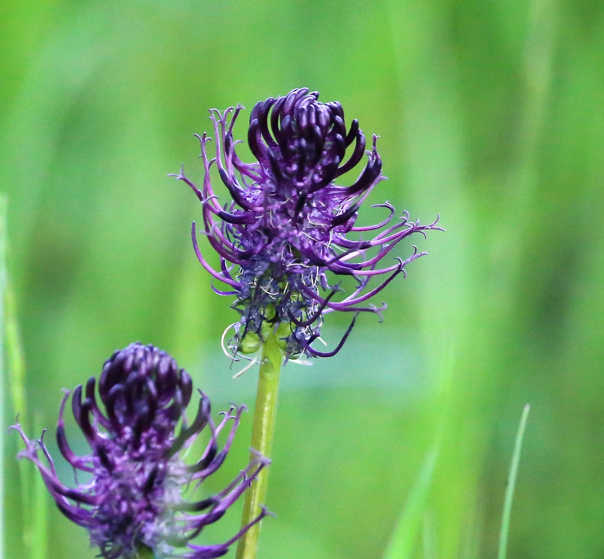 Phyteuma nigrum, Black Rampion