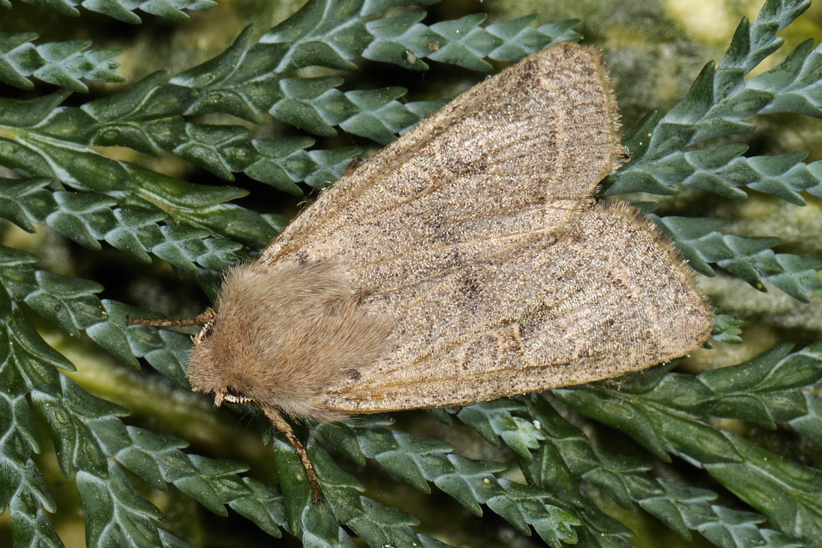 Orthosia cerasi, Common Quaker