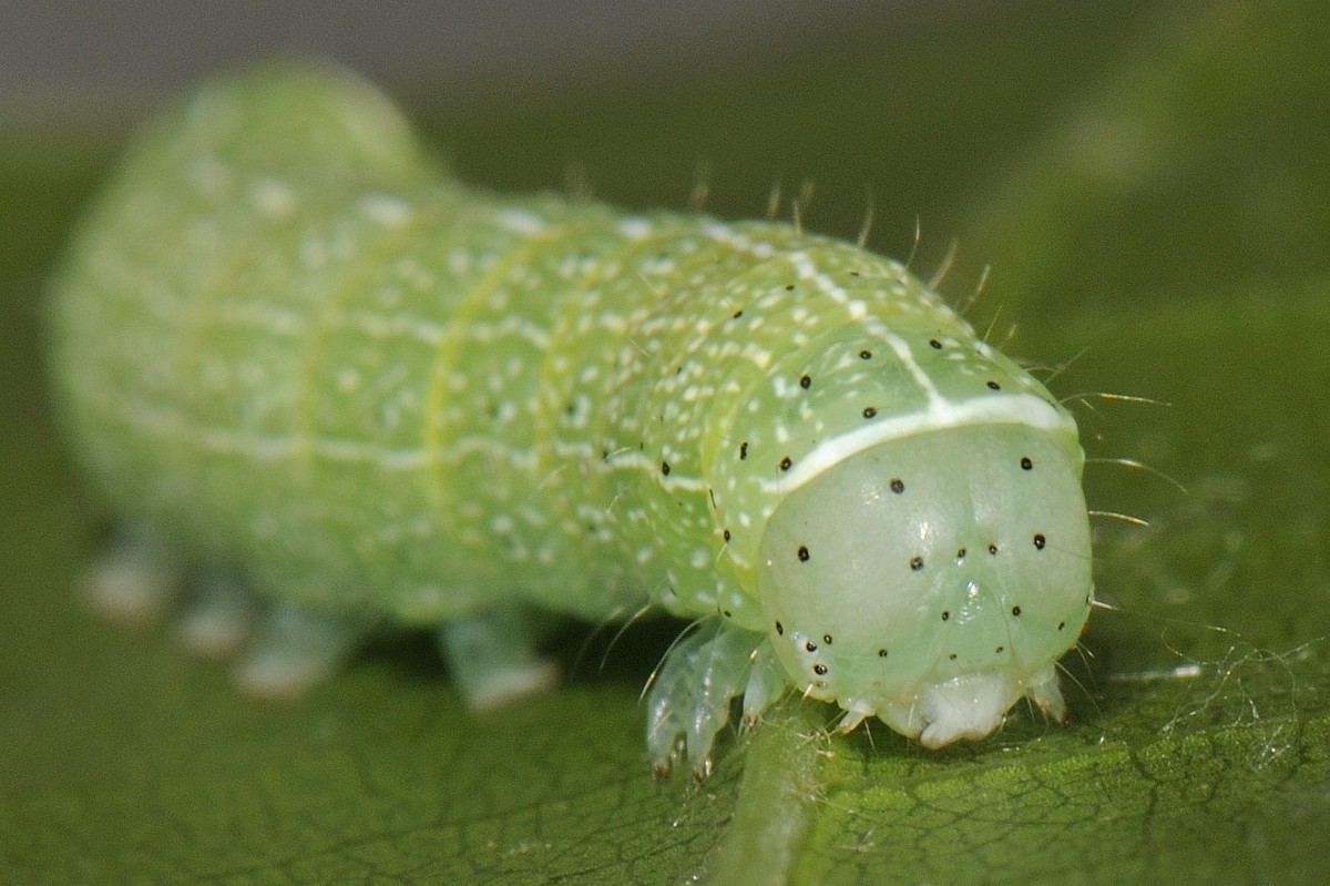 Orthosia cerasi, Common Quaker