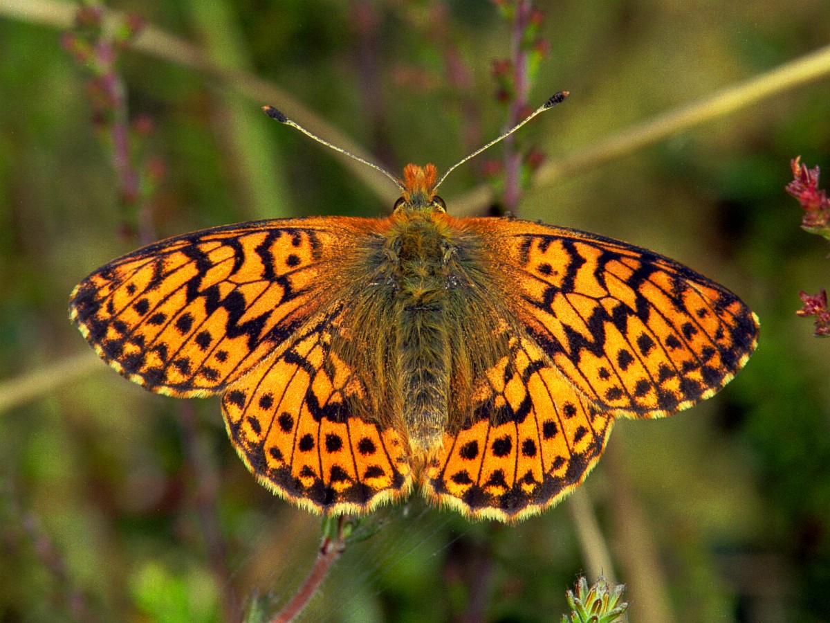 Boloria aquilonaris, Cranberry Fritillary