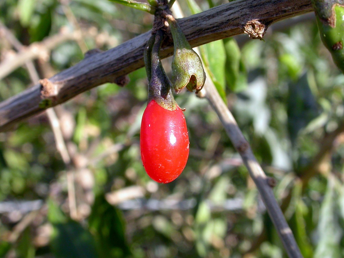 Lycium barbarum, Chinese Box Thorn