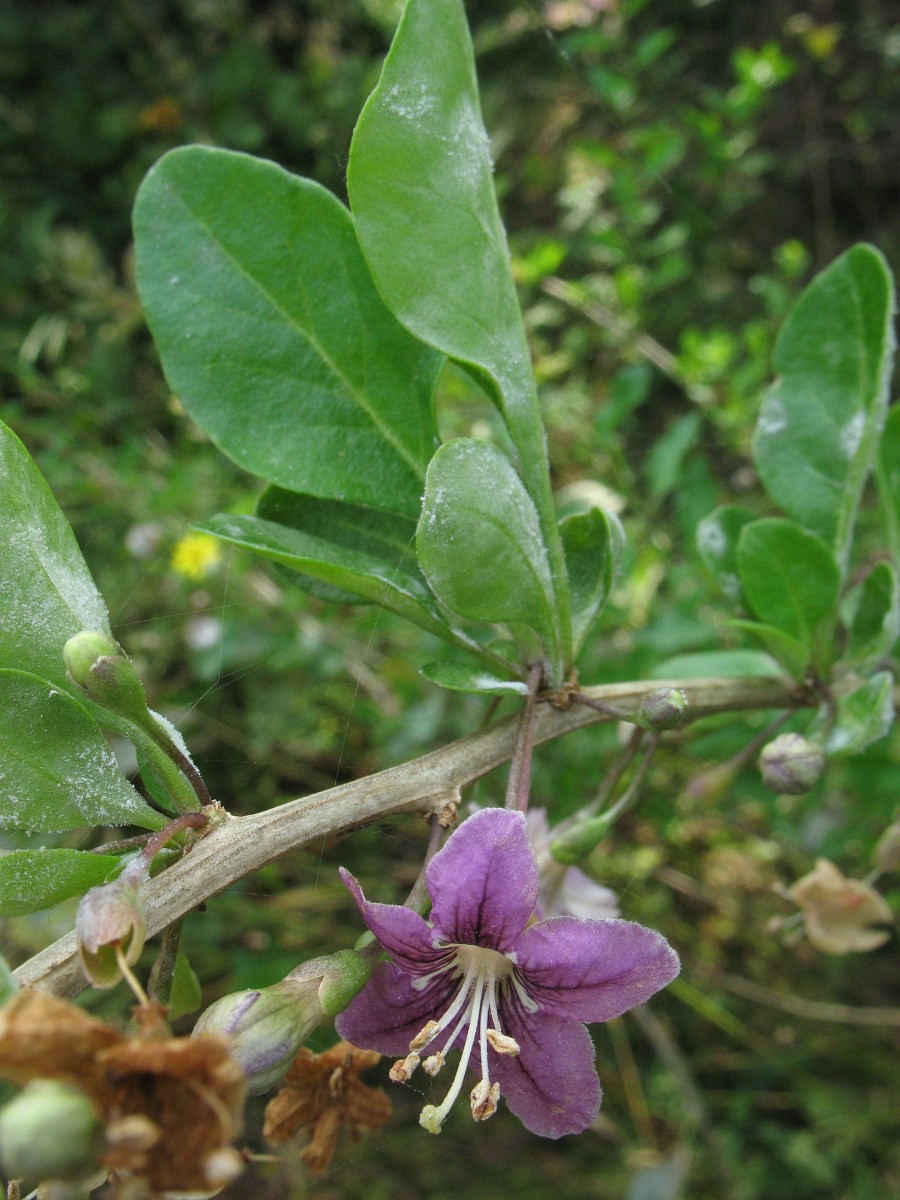 Lycium barbarum, Chinese Box Thorn