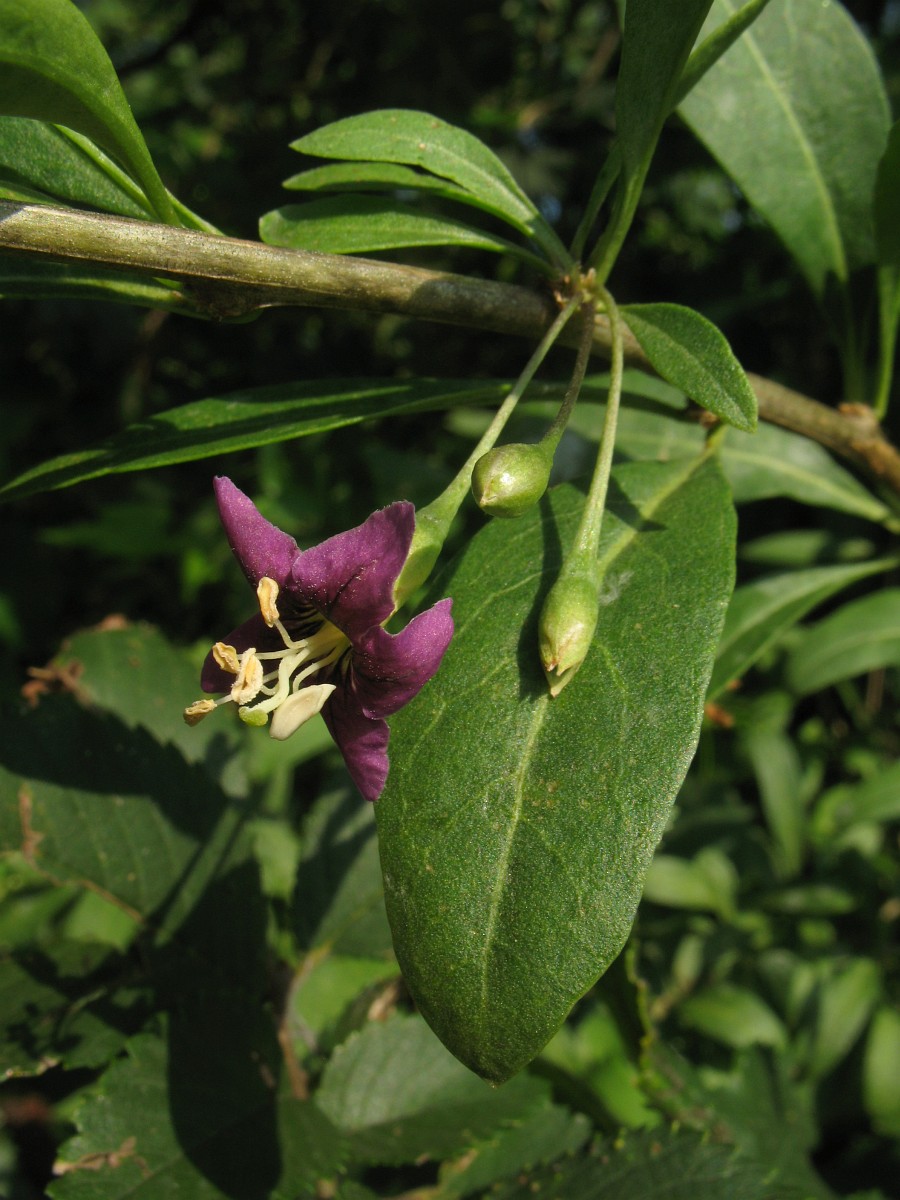 Lycium barbarum, Chinese Box Thorn