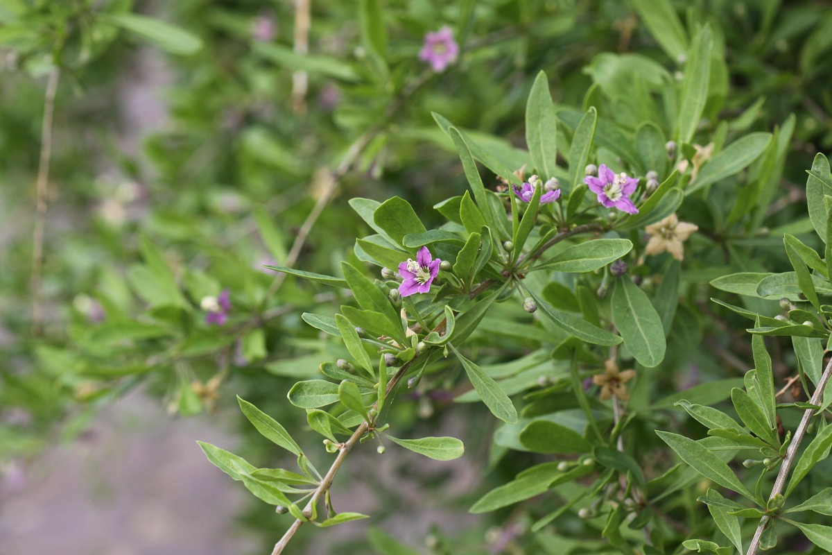 Lycium barbarum, Chinese Box Thorn