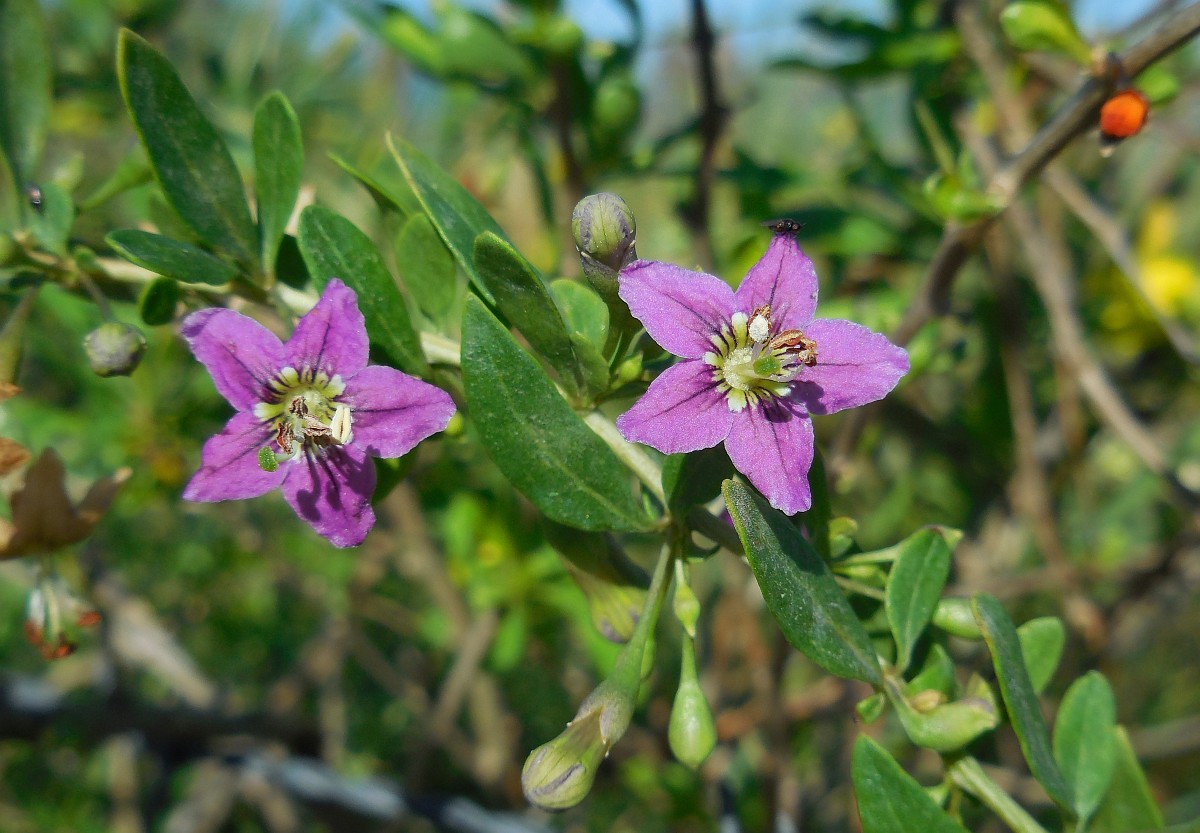 Lycium barbarum, Chinese Box Thorn
