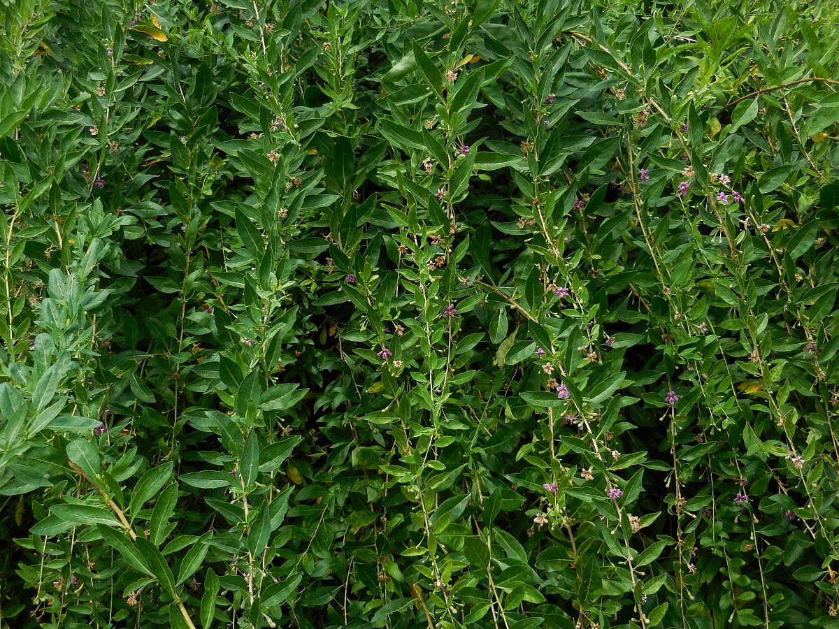 Lycium barbarum, Chinese Box Thorn