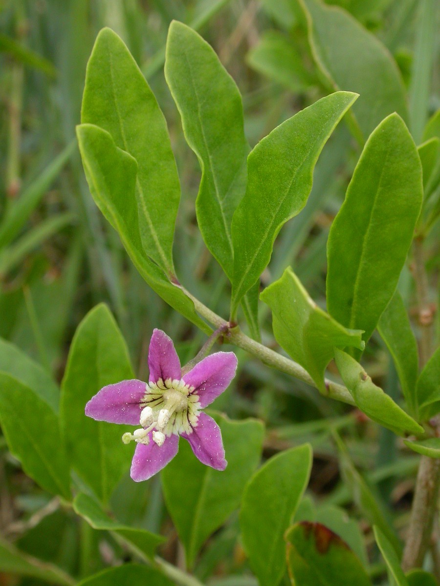 Lycium barbarum, Chinese Box Thorn