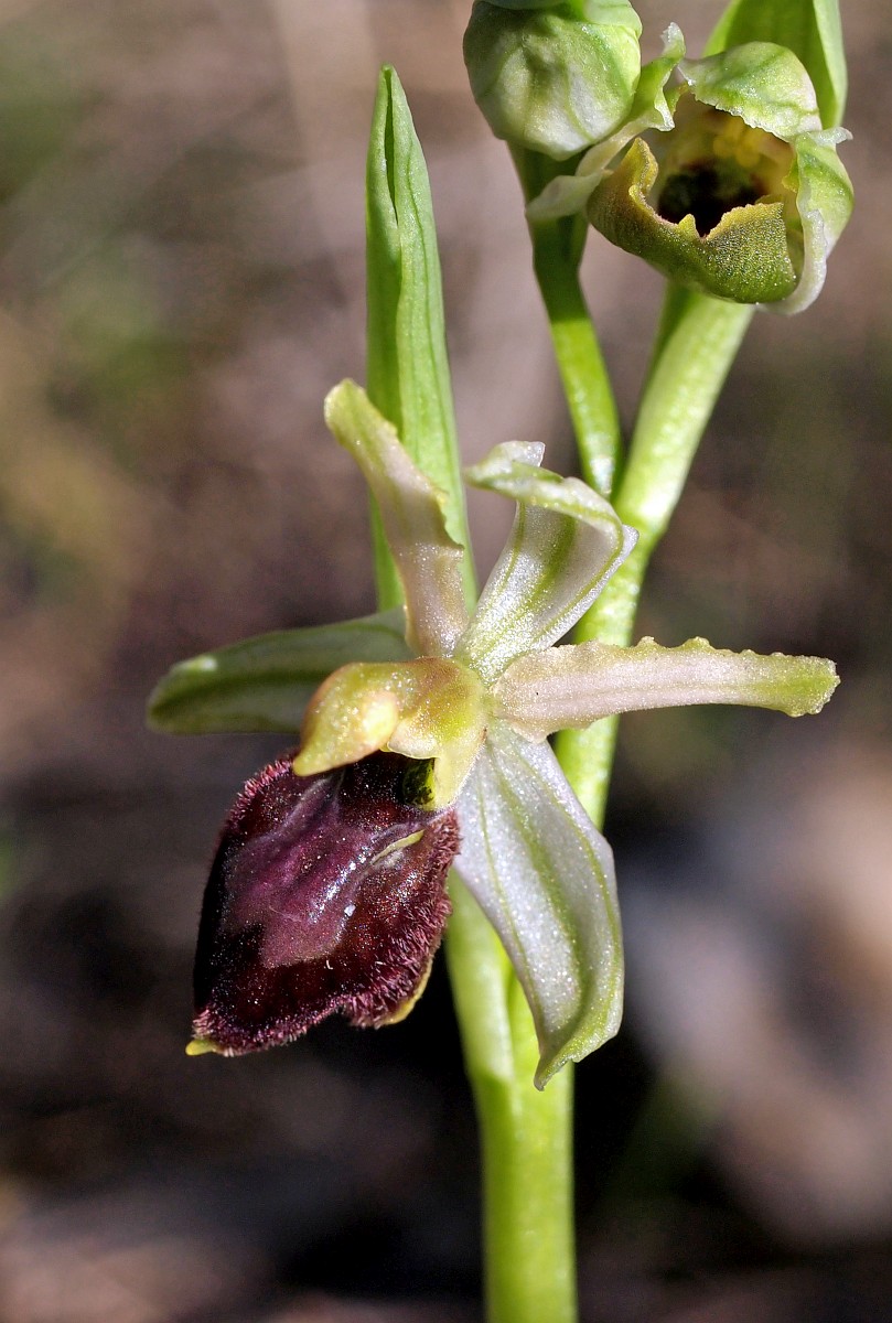 Ophrys arachnitiformis, False Spider Orchid