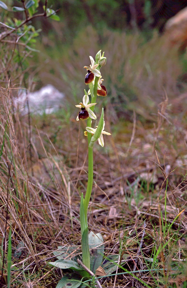 Ophrys arachnitiformis, False Spider Orchid
