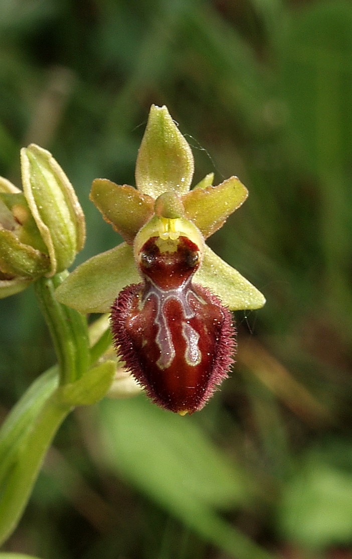 Ophrys arachnitiformis, False Spider Orchid