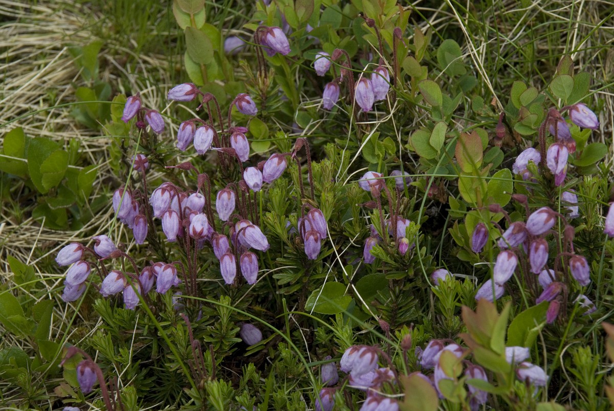 Phyllodoce caerulea, Blue Mountain-heath
