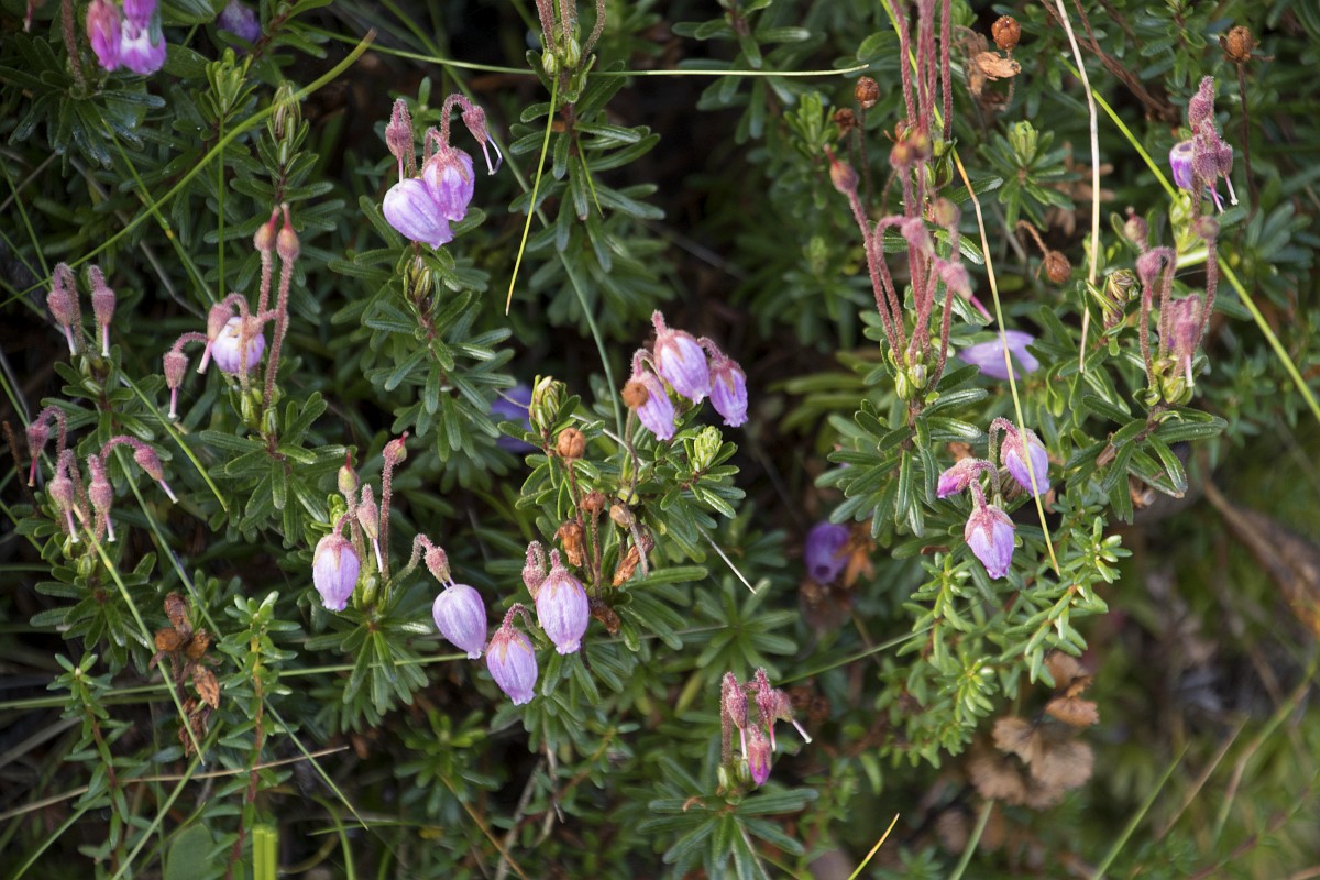 Phyllodoce caerulea, Blue Mountain-heath