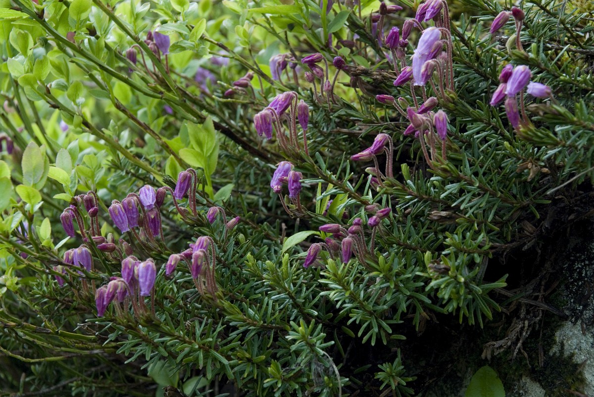 Phyllodoce caerulea, Blue Mountain-heath