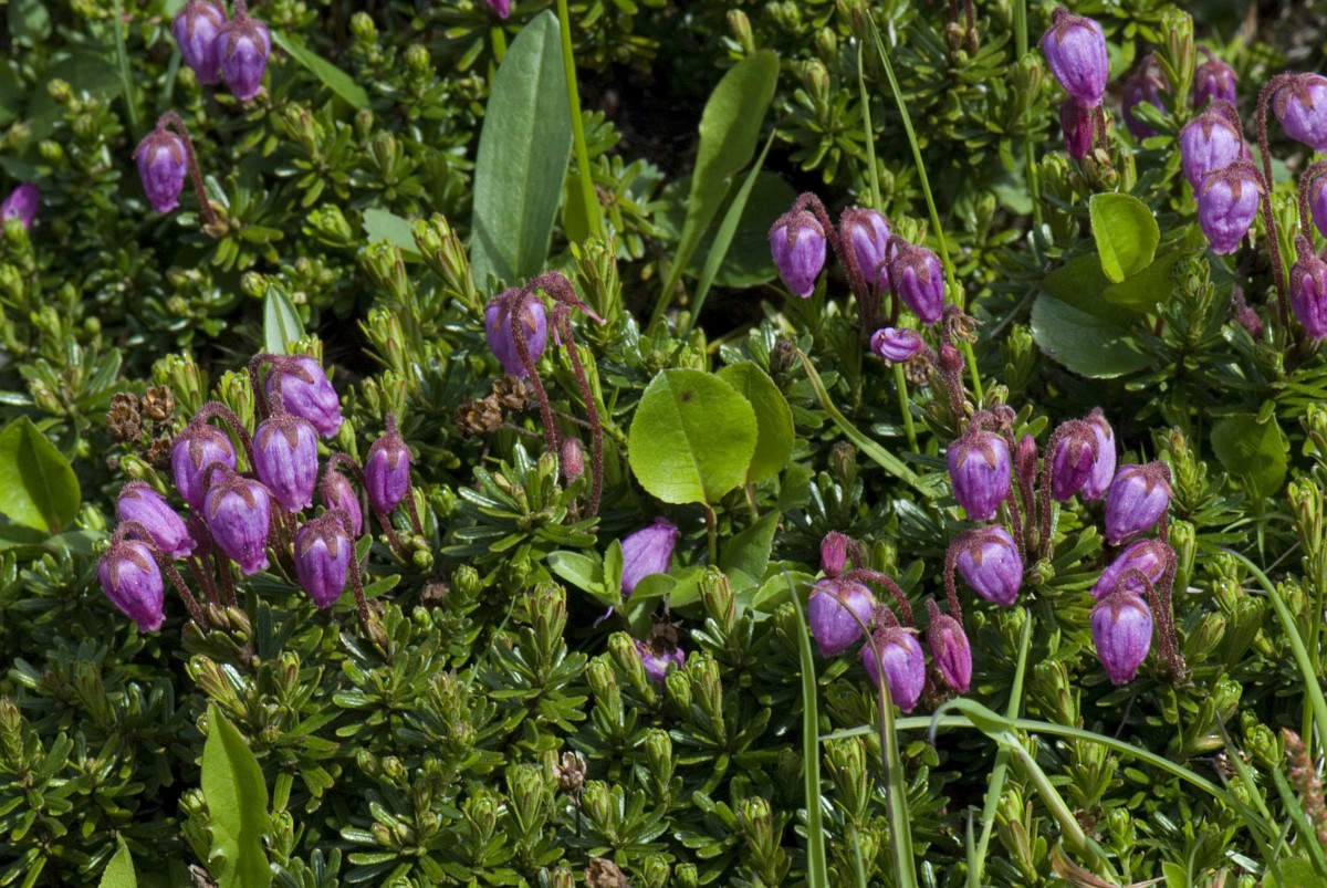 Phyllodoce caerulea, Blue Mountain-heath