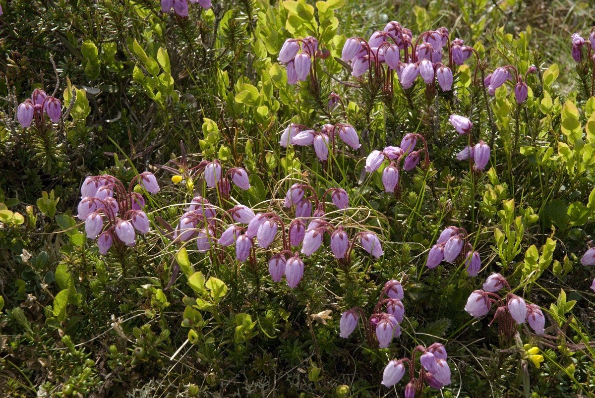 Phyllodoce caerulea, Blue Mountain-heath