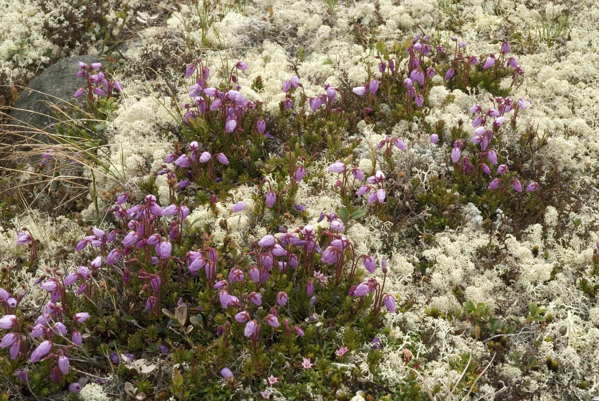 Phyllodoce caerulea, Blue Mountain-heath