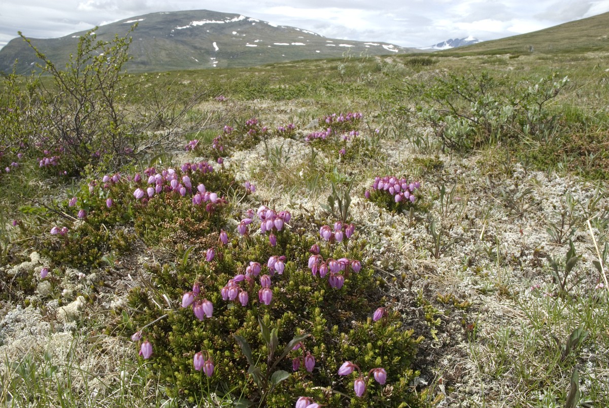 Phyllodoce caerulea, Blue Mountain-heath