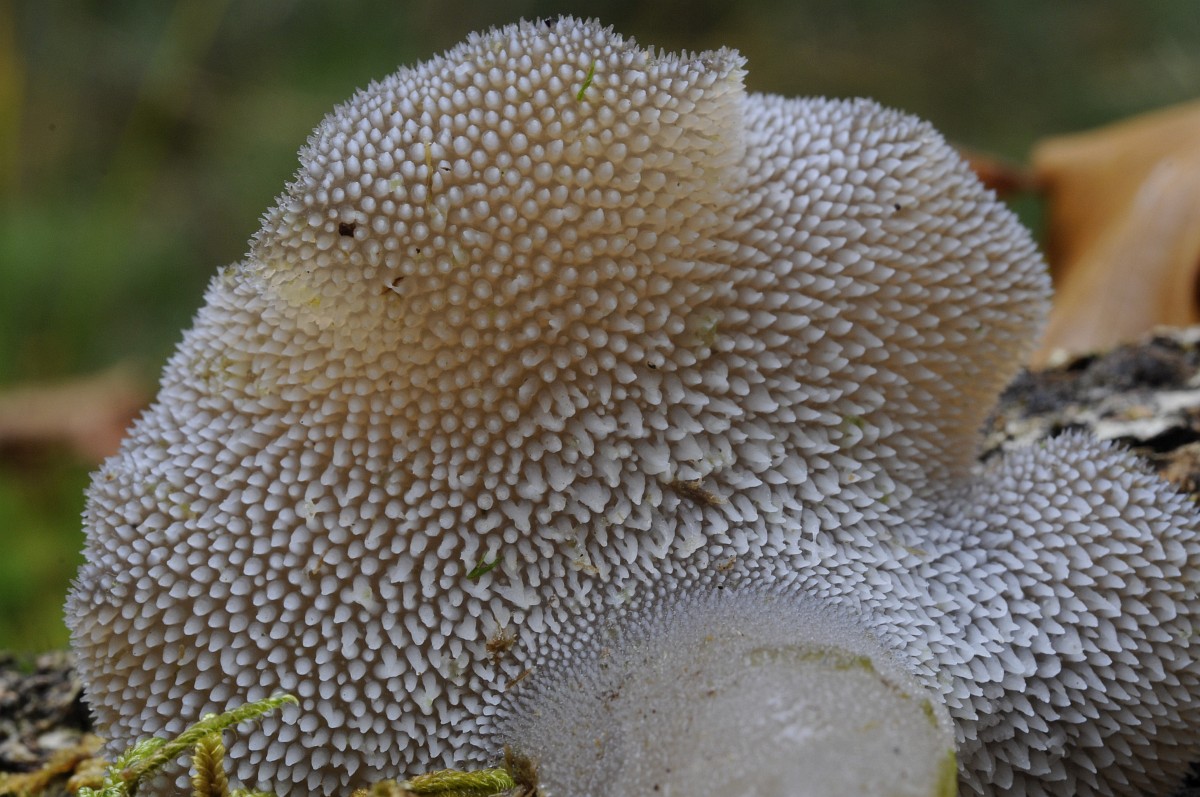 Pseudohydnum gelatinosum, Jelly Tooth